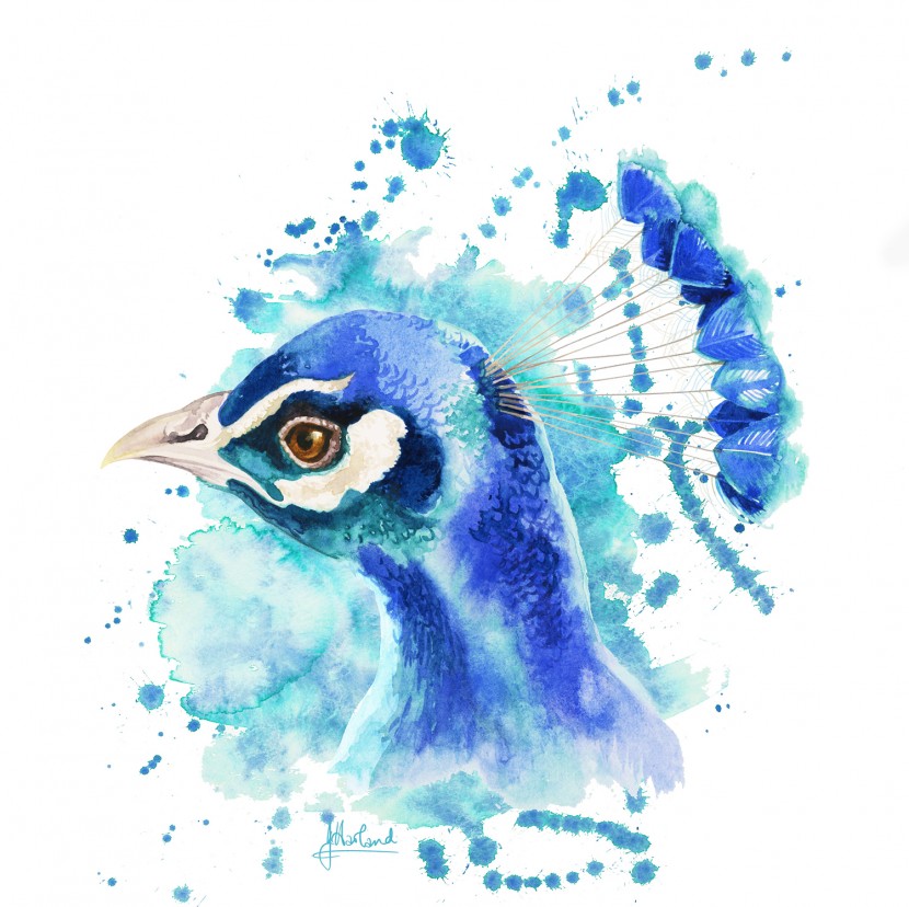 Jackie Harland - Portfolios - Brighton Illustrators Group